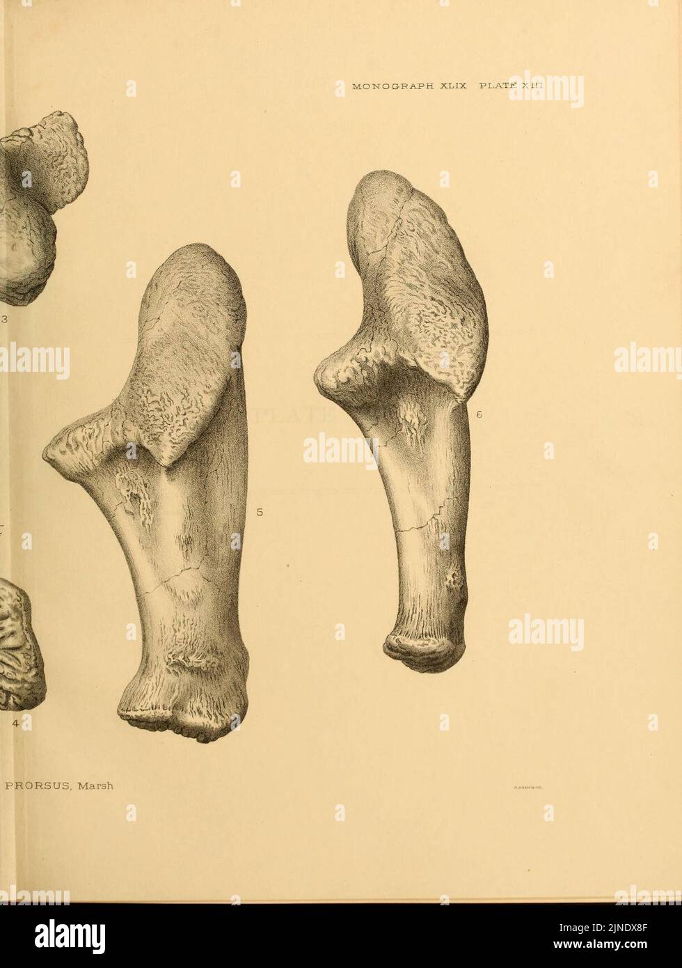 The Ceratopsia (Plate XIII Stock Photo - Alamy