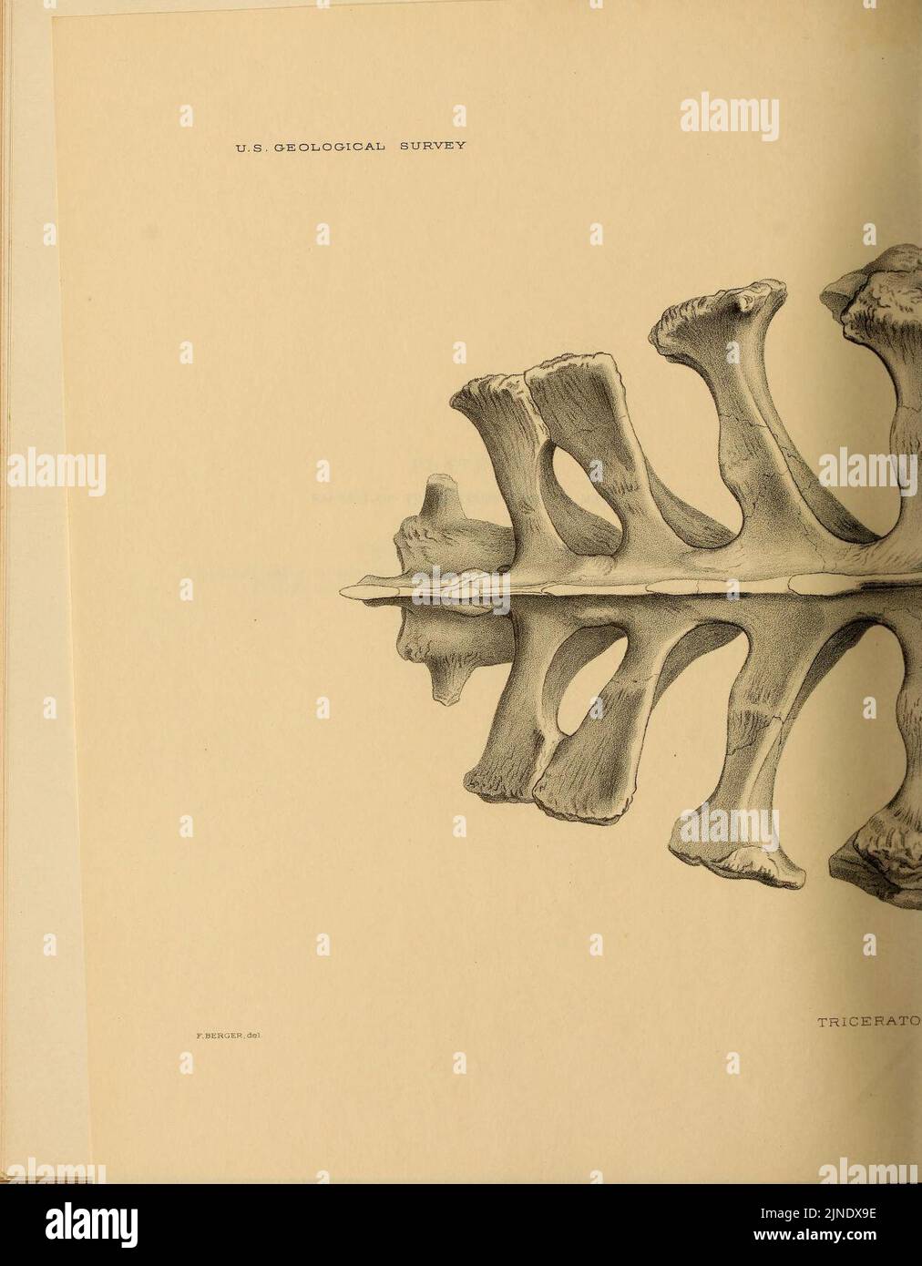 The Ceratopsia (Plate IX Stock Photo - Alamy