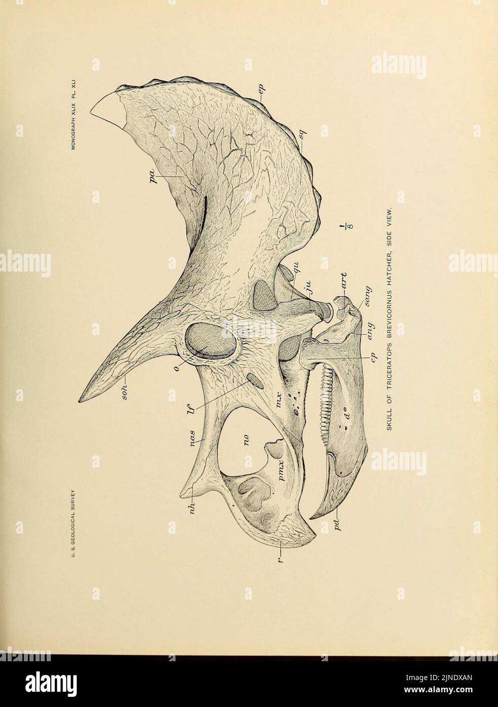 The Ceratopsia (Plate XLI Stock Photo - Alamy