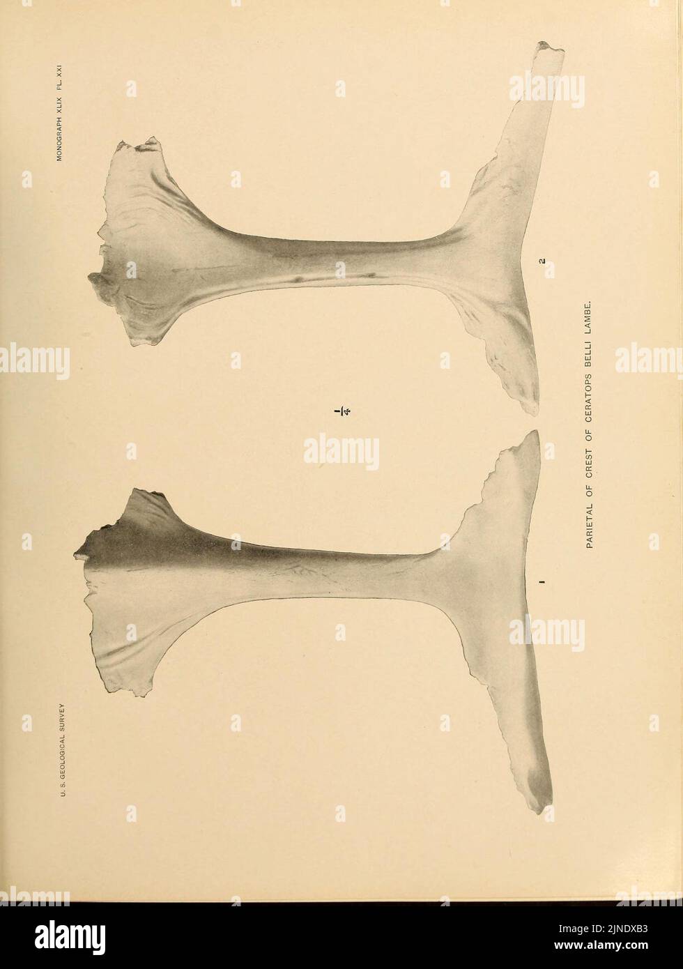 The Ceratopsia (Plate XXI Stock Photo - Alamy