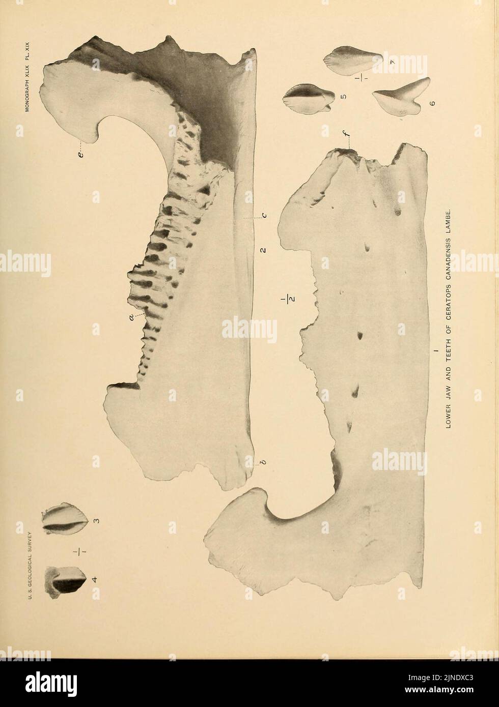 The Ceratopsia (Plate XIX Stock Photo - Alamy