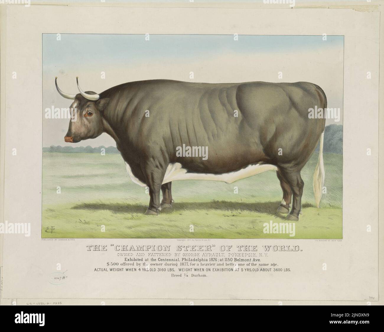 The ''Champion Steer'' of the world- Owned and fattened by George ...