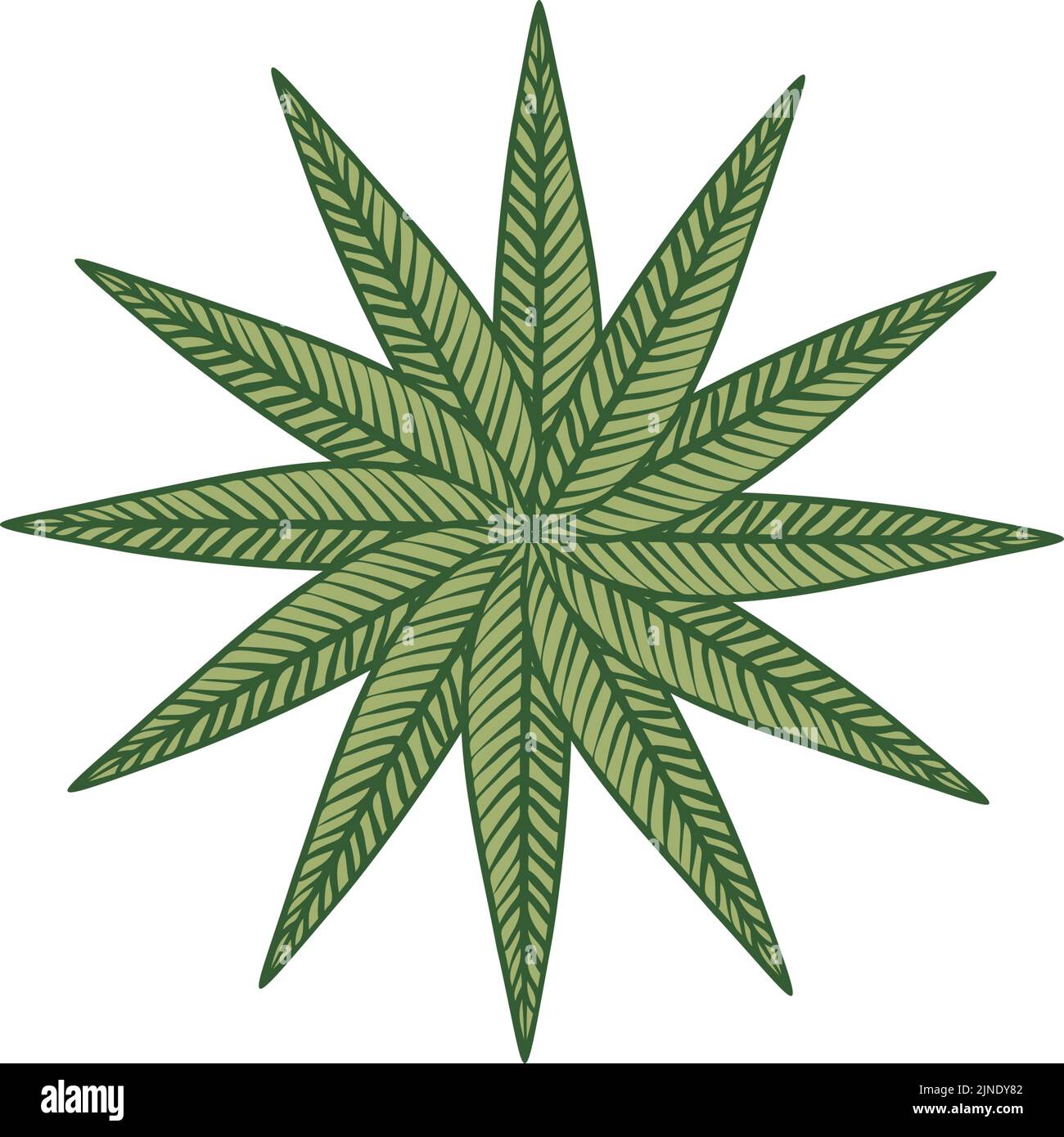 Botanical illustrations: leaves, veins, primitive images Stock Vector ...