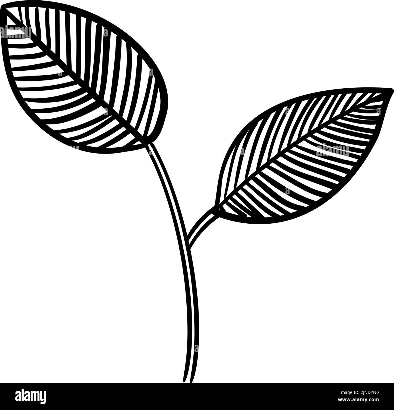 Botanical illustrations: leaves, veins, primitive images Stock Vector ...