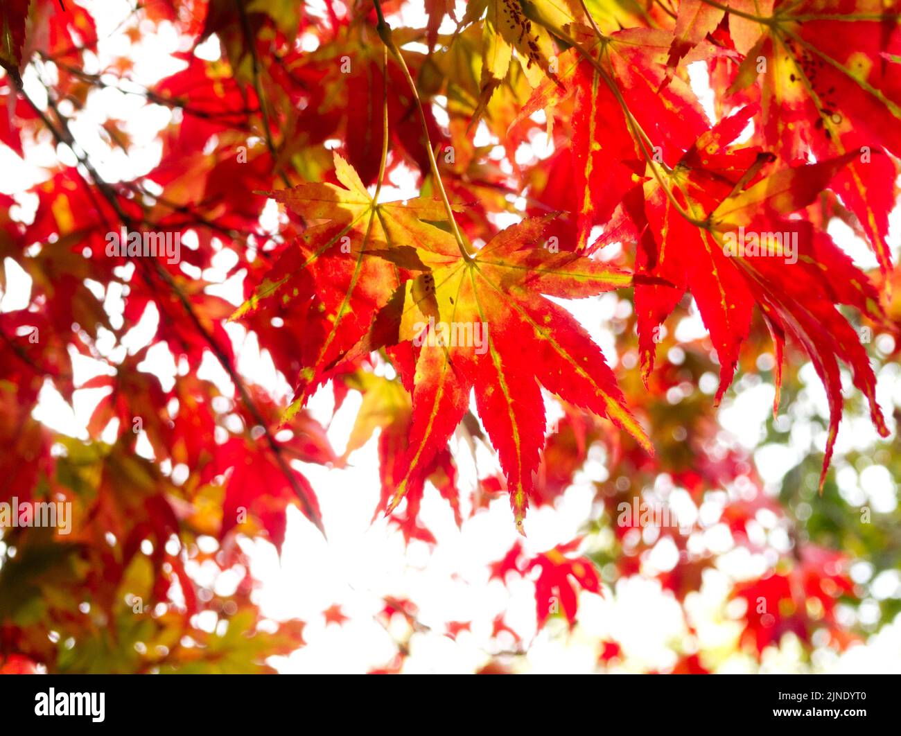 Japanese maple tree with autumn colours against the sky October 2020 ...
