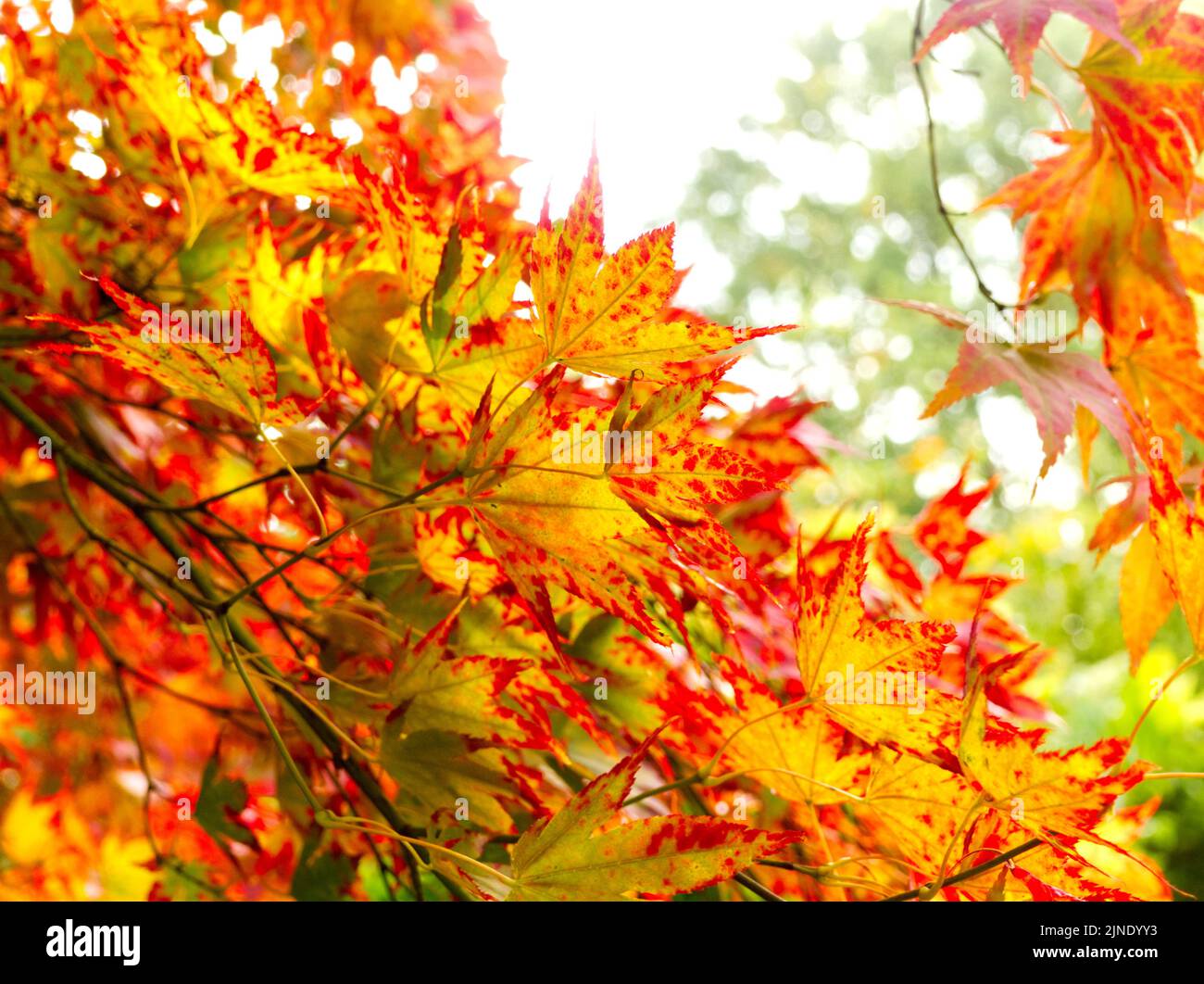 Japanese maple tree with autumn colours against the sky October 2020 ...
