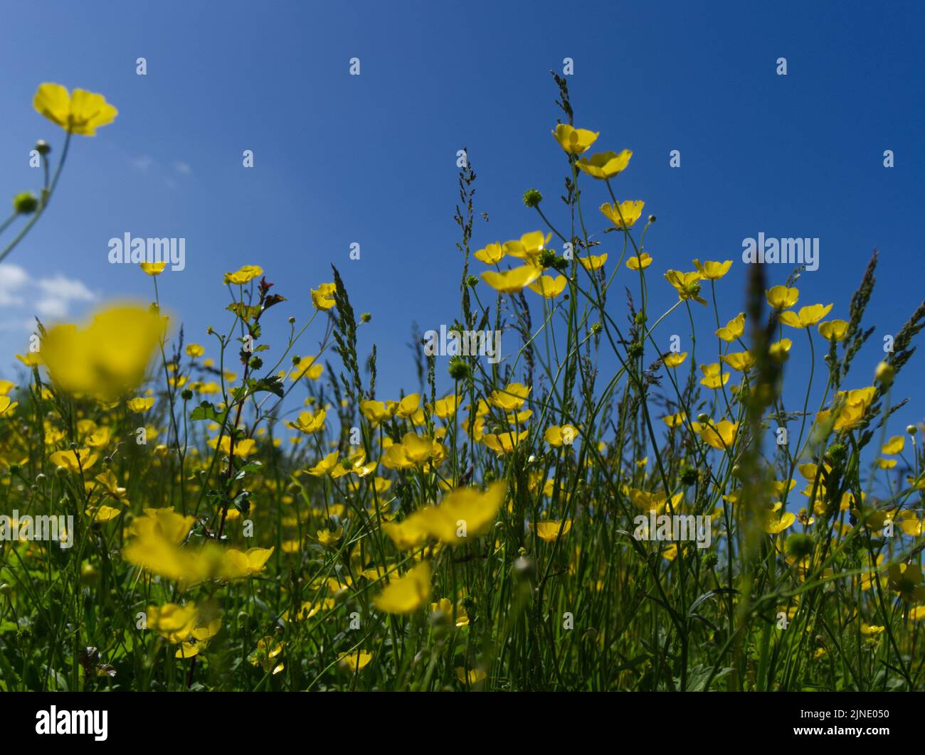 Buttercup field blue sky hi-res stock photography and images - Alamy