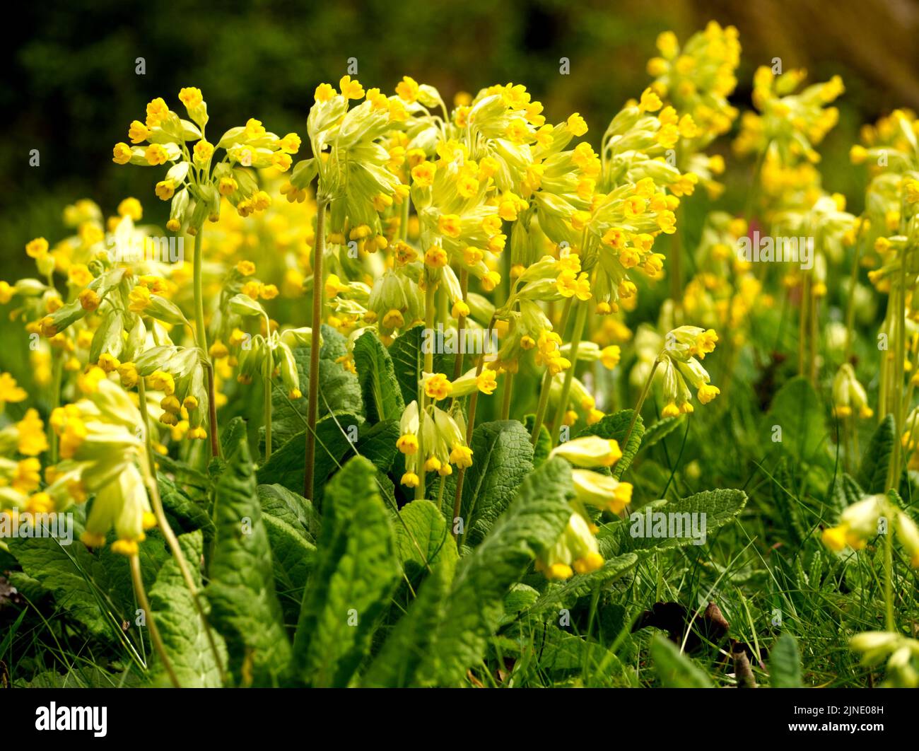 yellow cowslips growing together May 2021 Stock Photo - Alamy