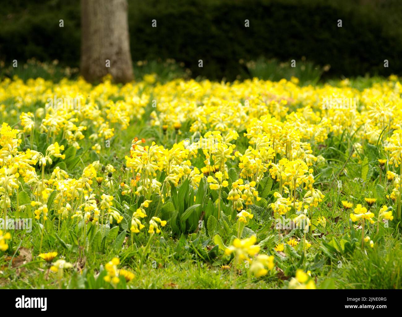 yellow cowslips growing together May 2021 Stock Photo - Alamy
