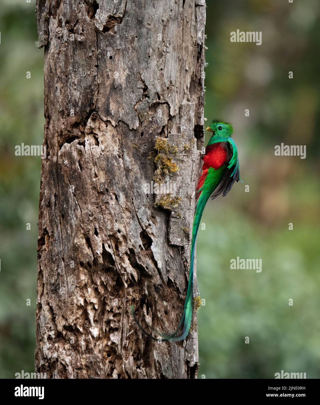 A male resplendent quetzal flying into its nest in a tree , Costa Rica ...