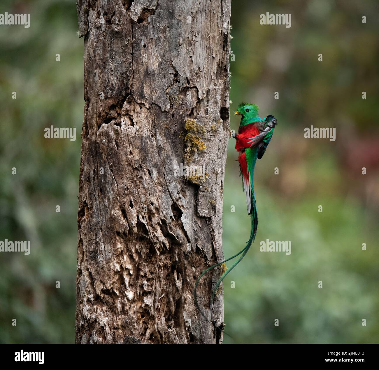 A male resplendent quetzal flying into its nest in a tree , Costa Rica ...