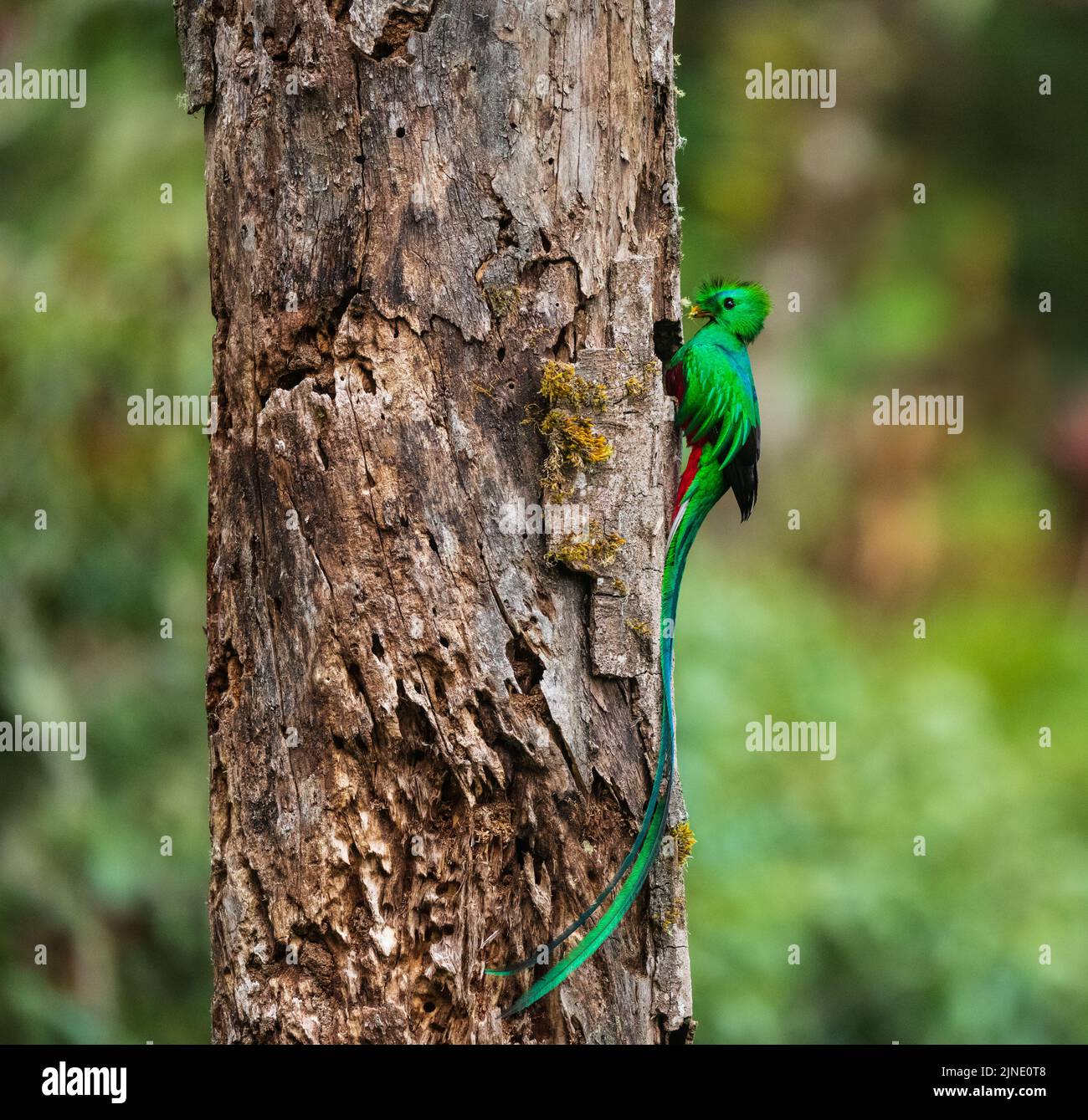 A male resplendent quetzal flying into its nest in a tree , Costa Rica ...