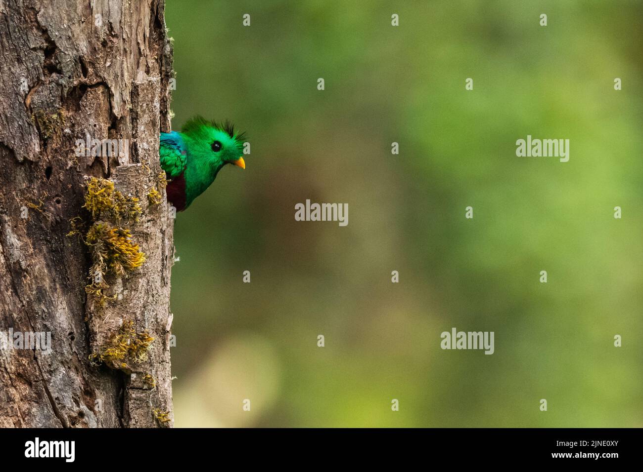 Quetzal resplendissant hi-res stock photography and images - Alamy