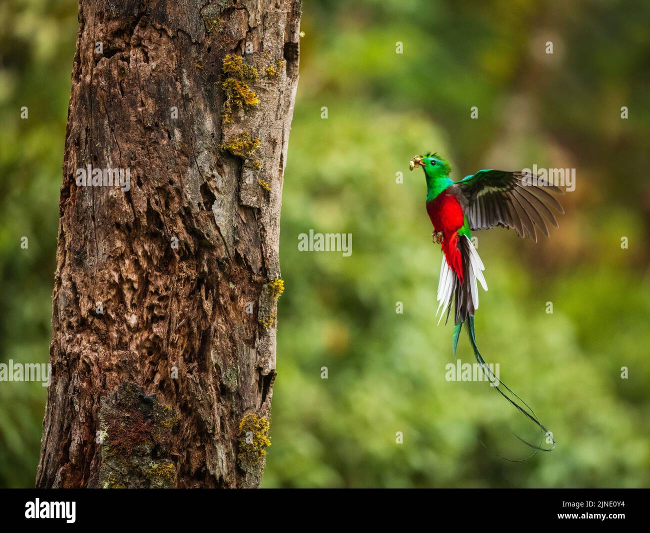 A male resplendent quetzal flying into its nest in a tree , Costa Rica ...