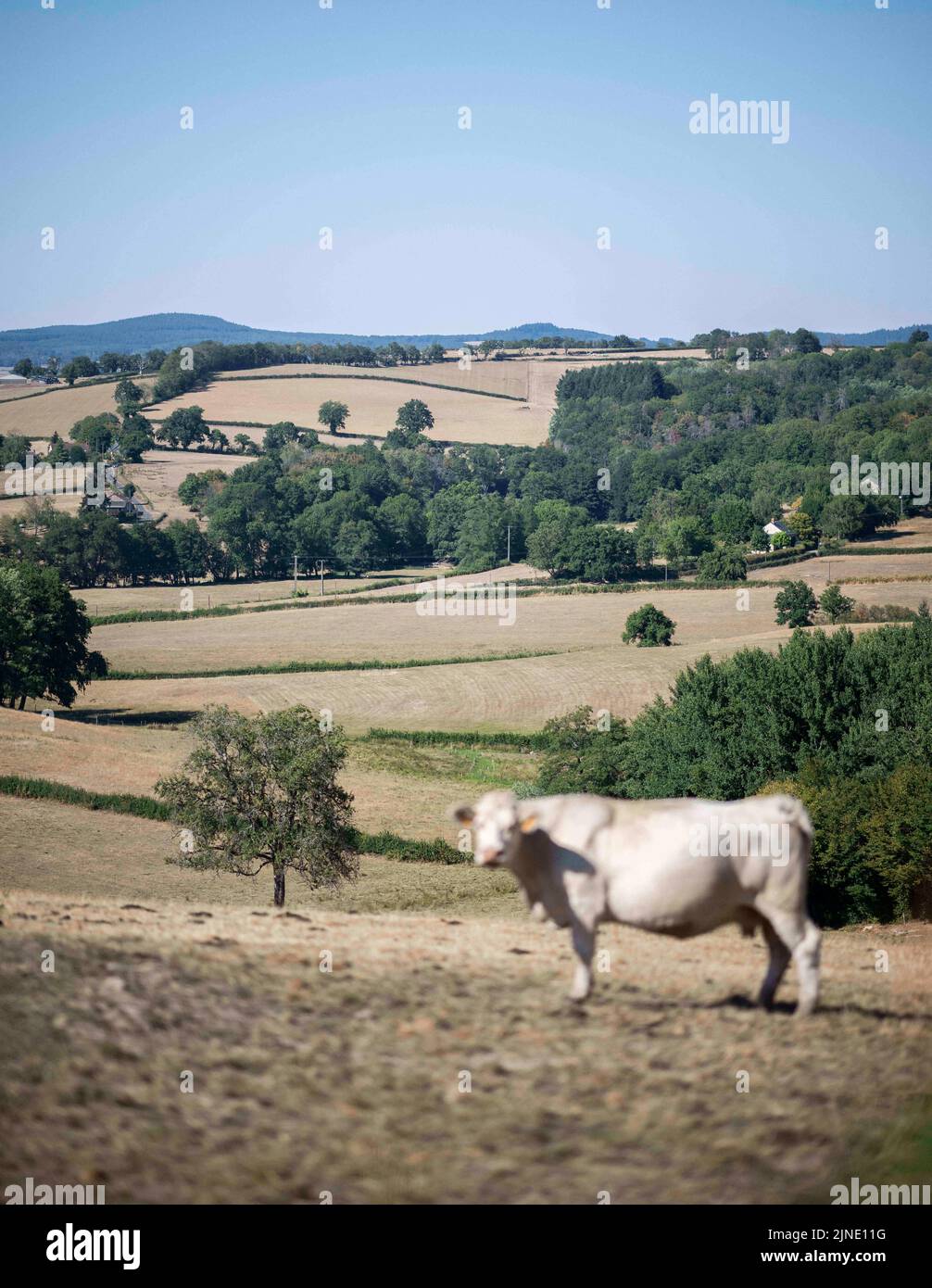 Cattle standing in a dried field in the Morvan a mountainous massif ...