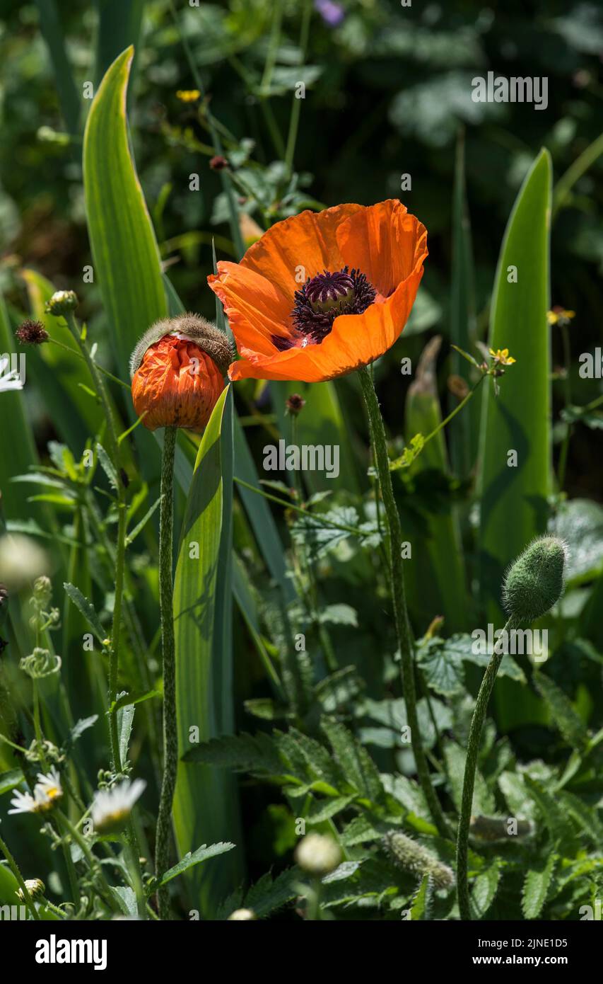 Orange poppy in a wildlife garden Stock Photo - Alamy