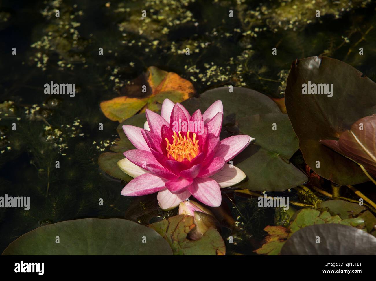 Red Waterlily - Nymphaea Attraction. Lotus flower. Flowers June ...