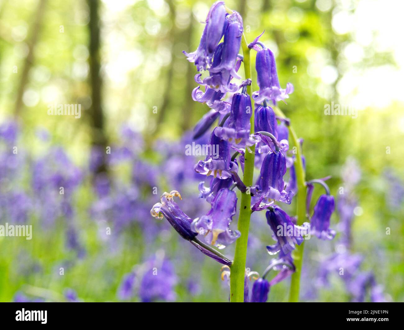 Raindrops on Bluebells in wood close up May 2021 Stock Photo - Alamy