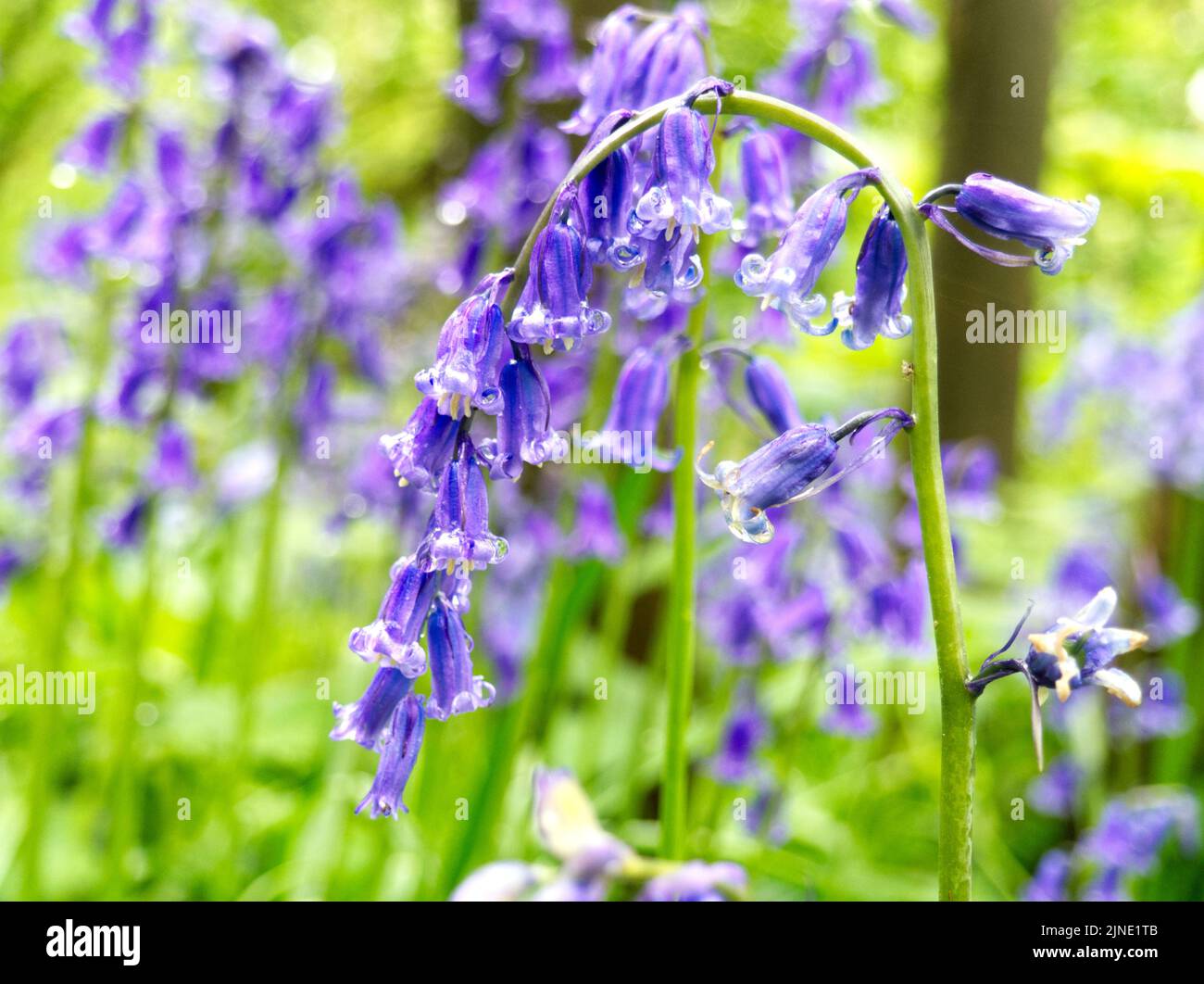 Native bluebells hi-res stock photography and images - Alamy