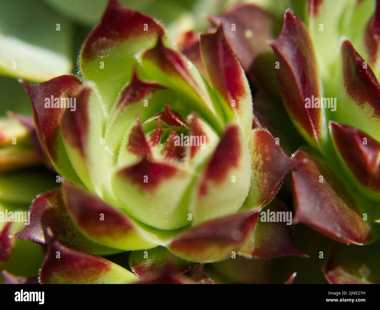 sempervivum tectorum houseleek June 2022 Stock Photo - Alamy