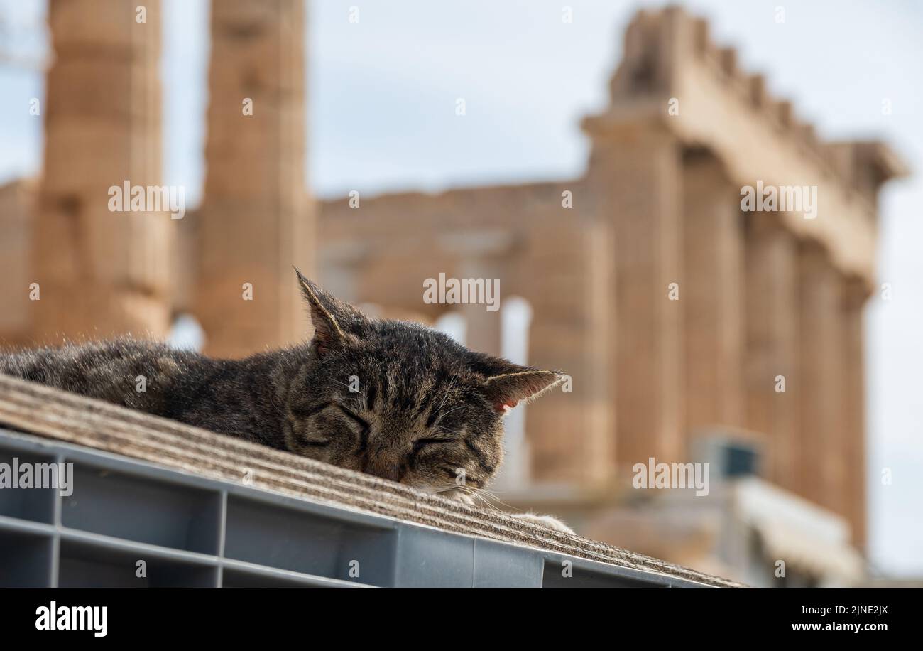 A shallow focus shot of a sleeping cat with the Acropolis of Athens in ...