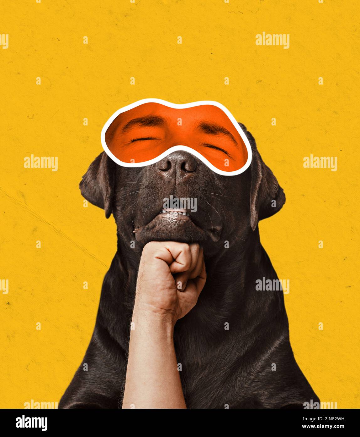 Dreams, delight. Adorable chocolate labrador with male closed eyes ...
