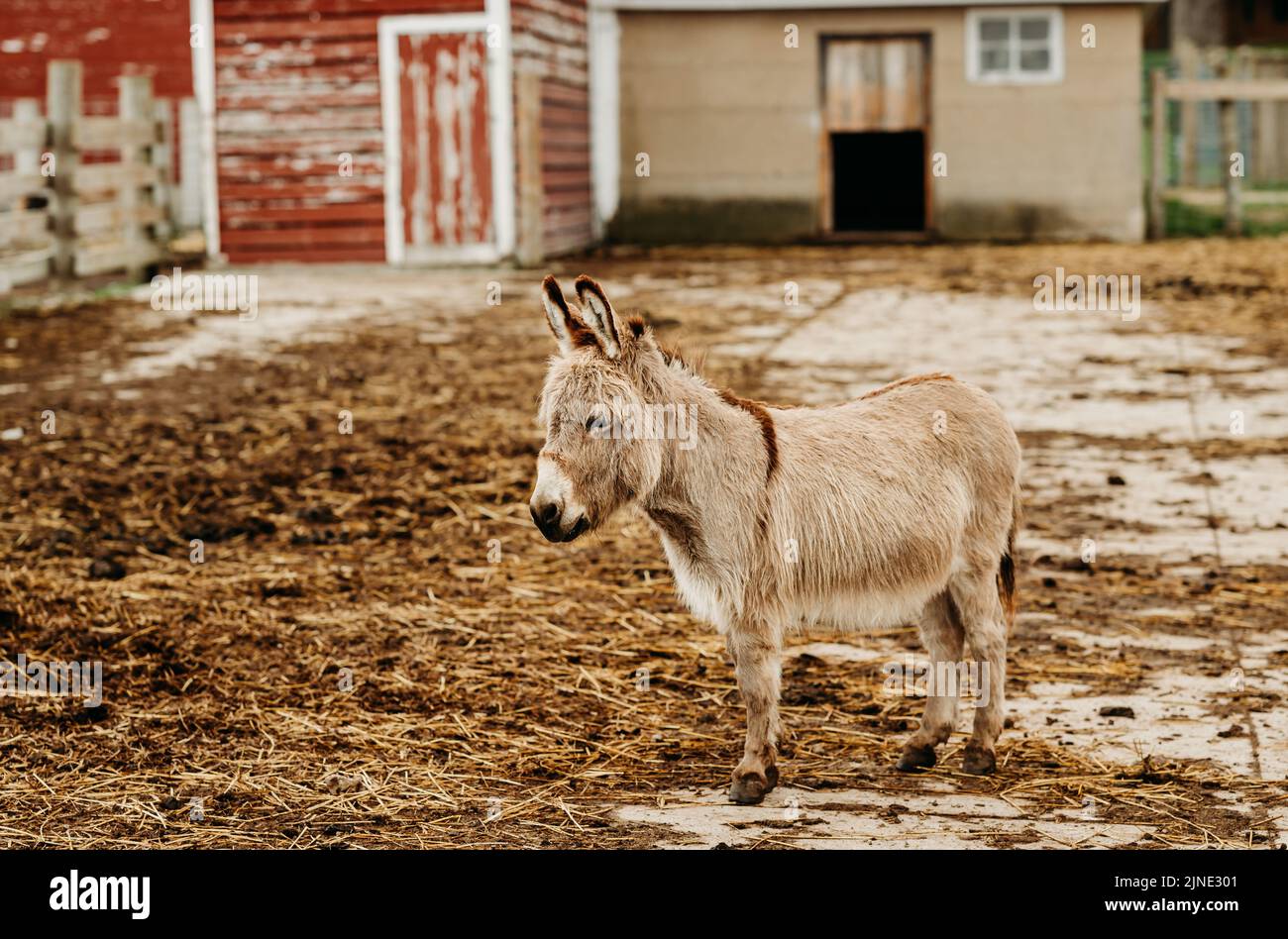 North american donkey hi-res stock photography and images - Alamy