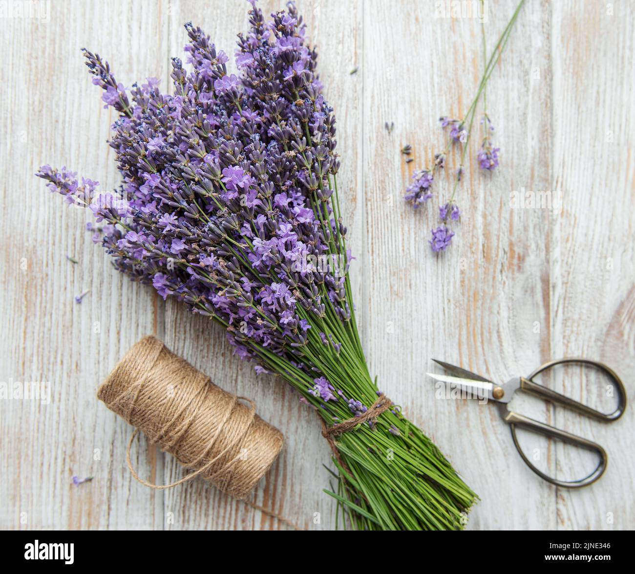 Seasonal pruning of lavender. A bunch of cut lavender and scissors ...