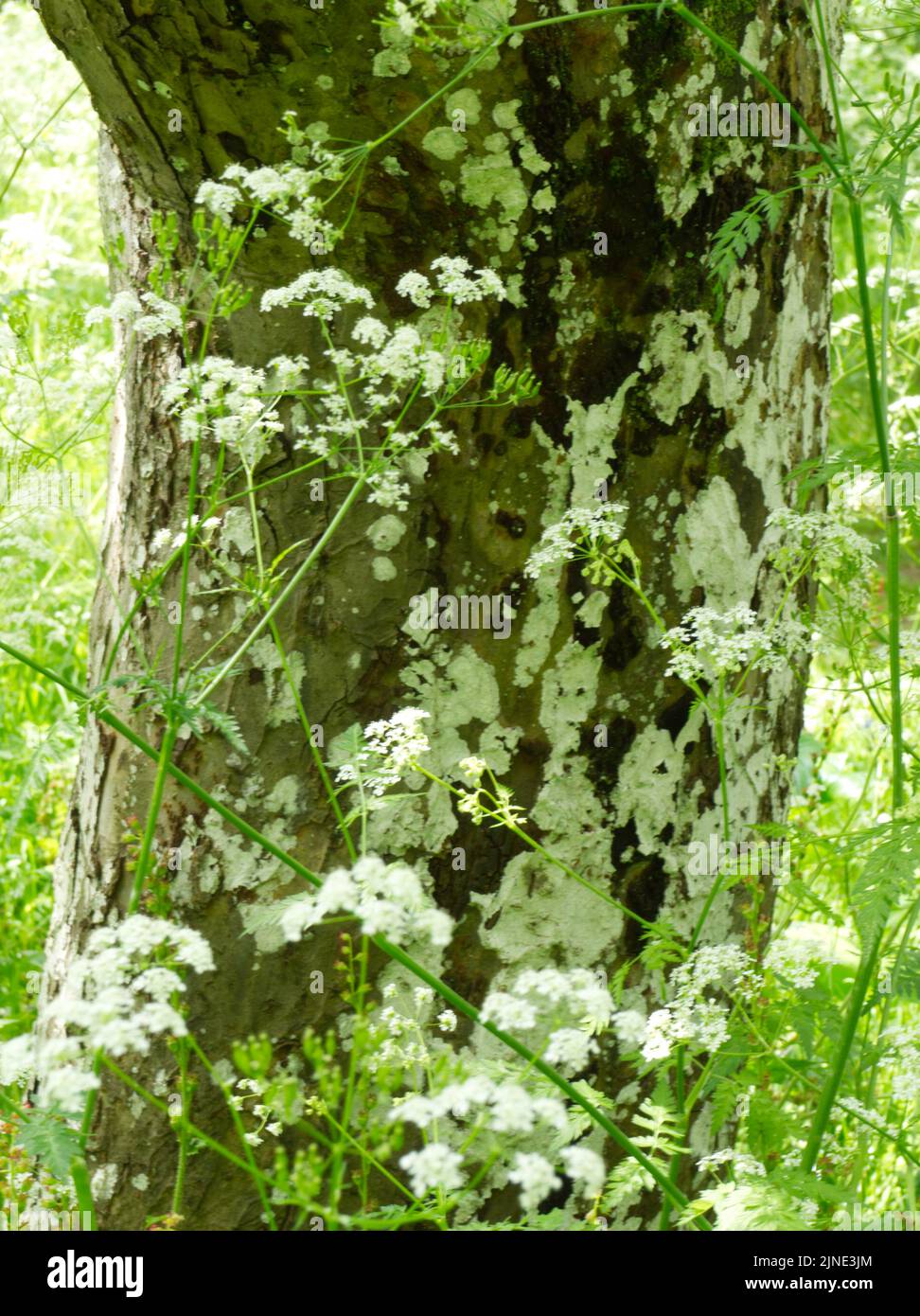 Lichen growing on fruit tree hi-res stock photography and images - Alamy