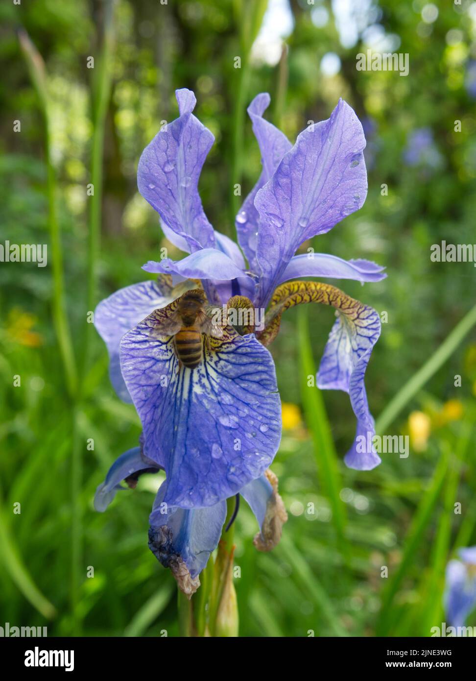 Honey bee on Siberian iris in the rain May 2022 Stock Photo - Alamy