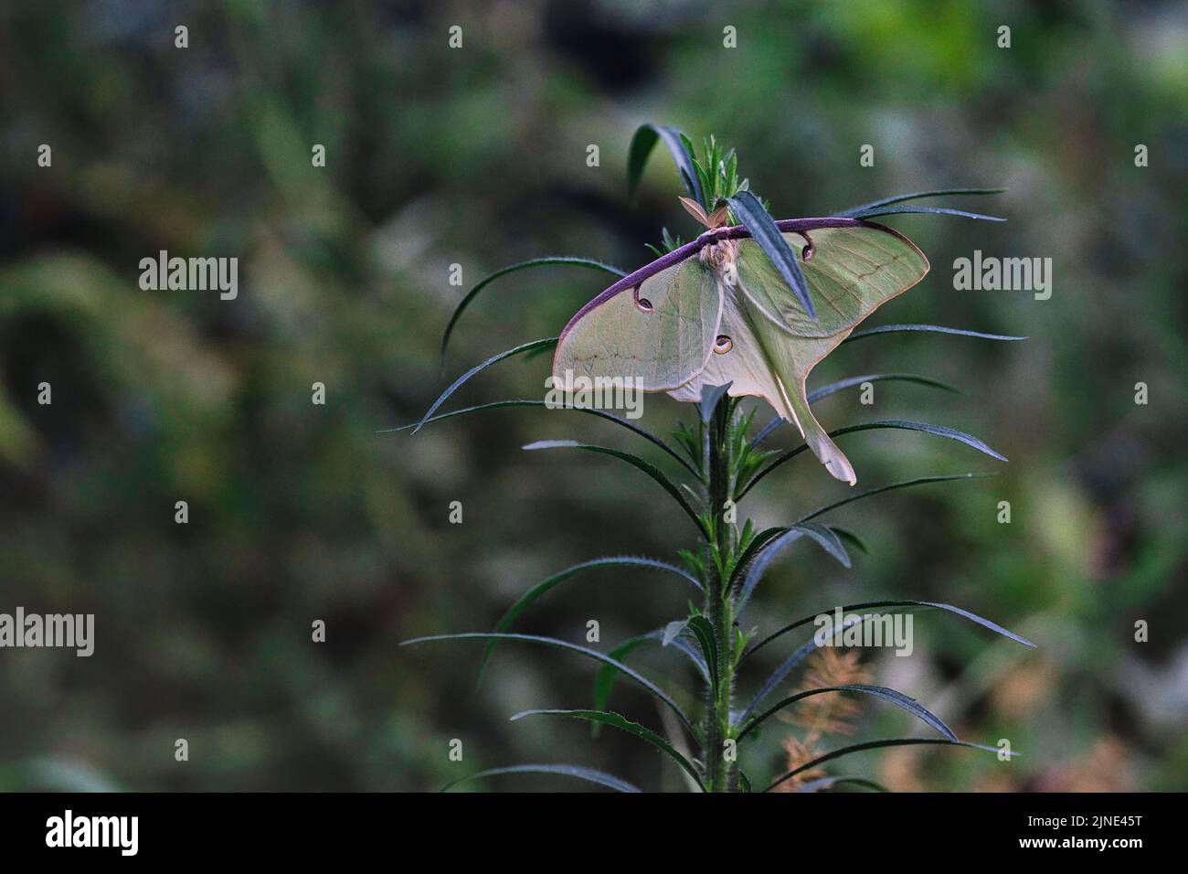 An adorable Luna Moth on the top of green plant Stock Photo - Alamy
