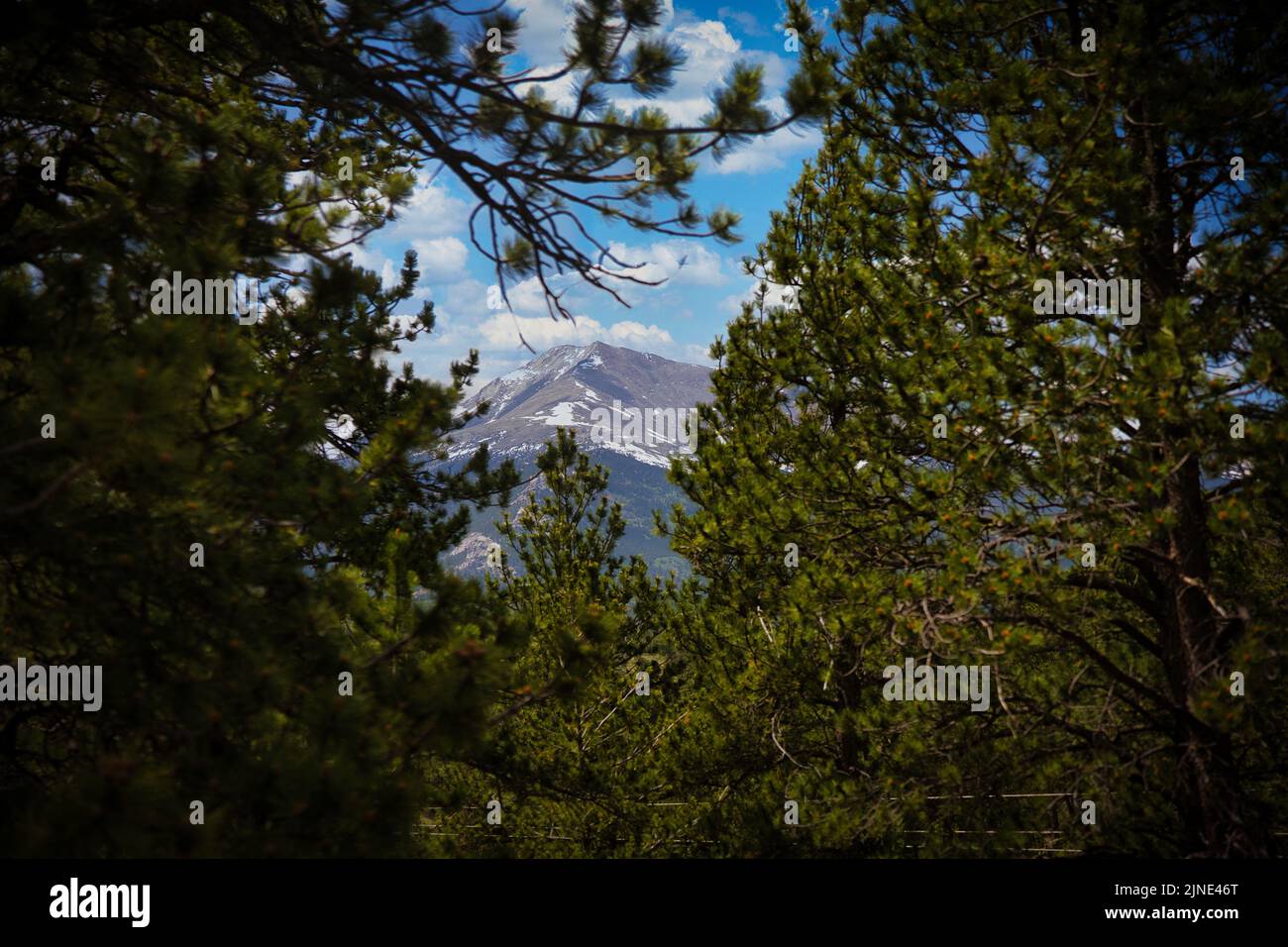 A breathtaking view of snowcap mountain top through the lush green tree ...