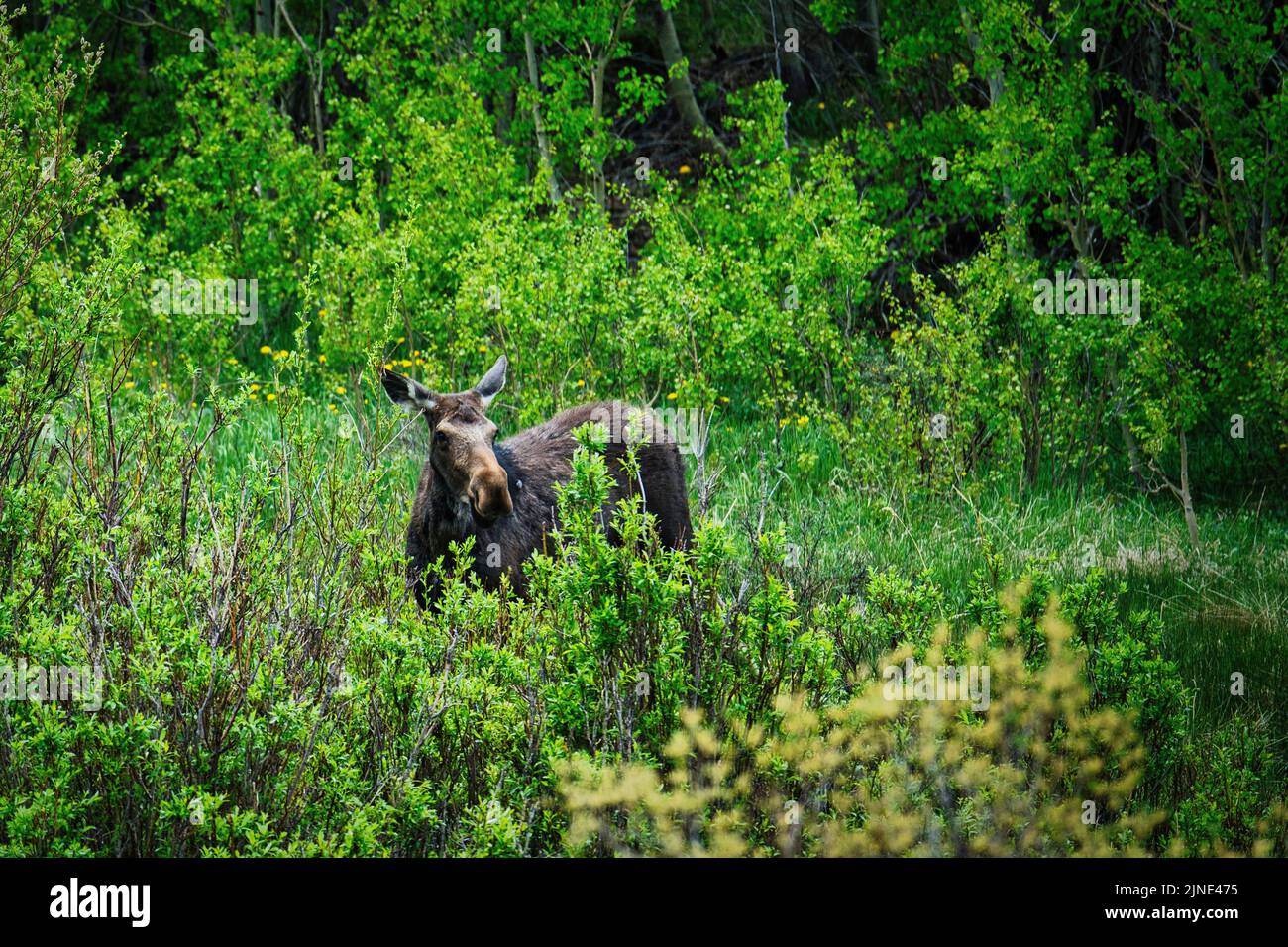 A brown Moose grazing and wandering in lush green tall plants and trees ...