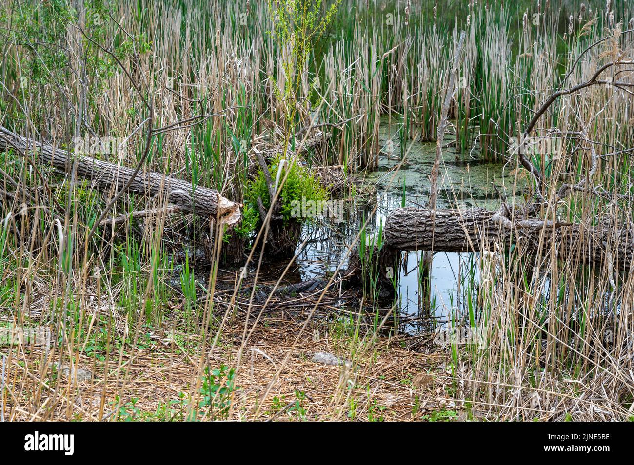 A broken tree in a swamp in the forest Stock Photo - Alamy
