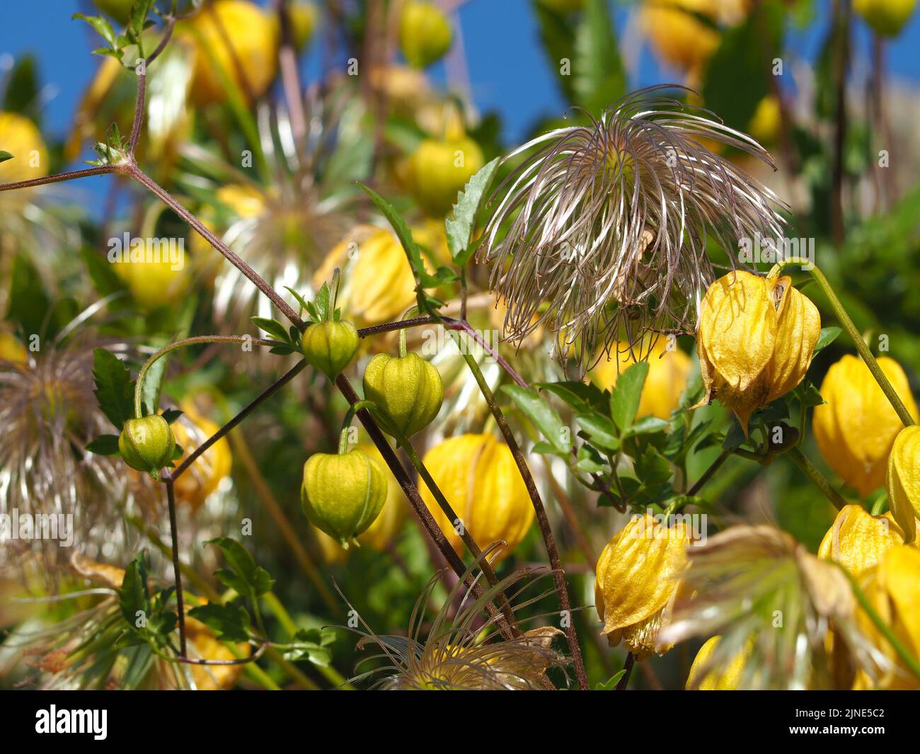 Clematis buds hi-res stock photography and images - Alamy