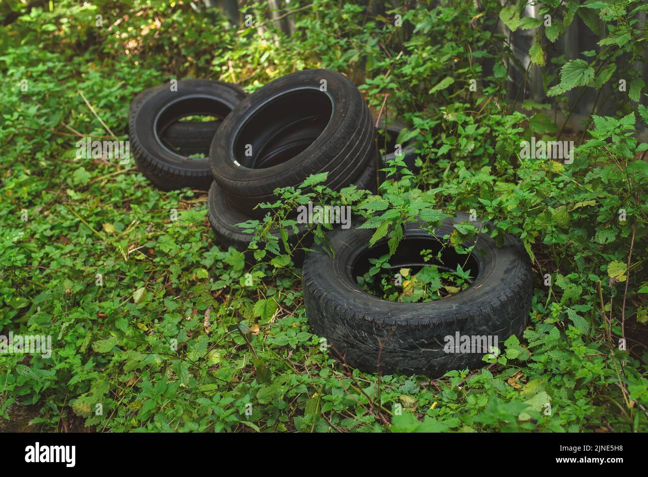 Illegal dumping of tyres in the countryside. The concept of ...