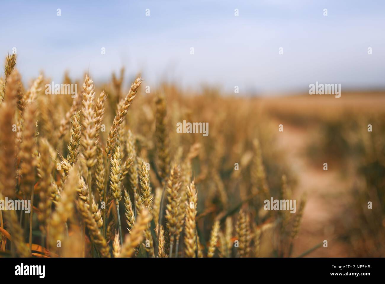 Horizontal shallow depth of field view of a wheat field Stock Photo - Alamy