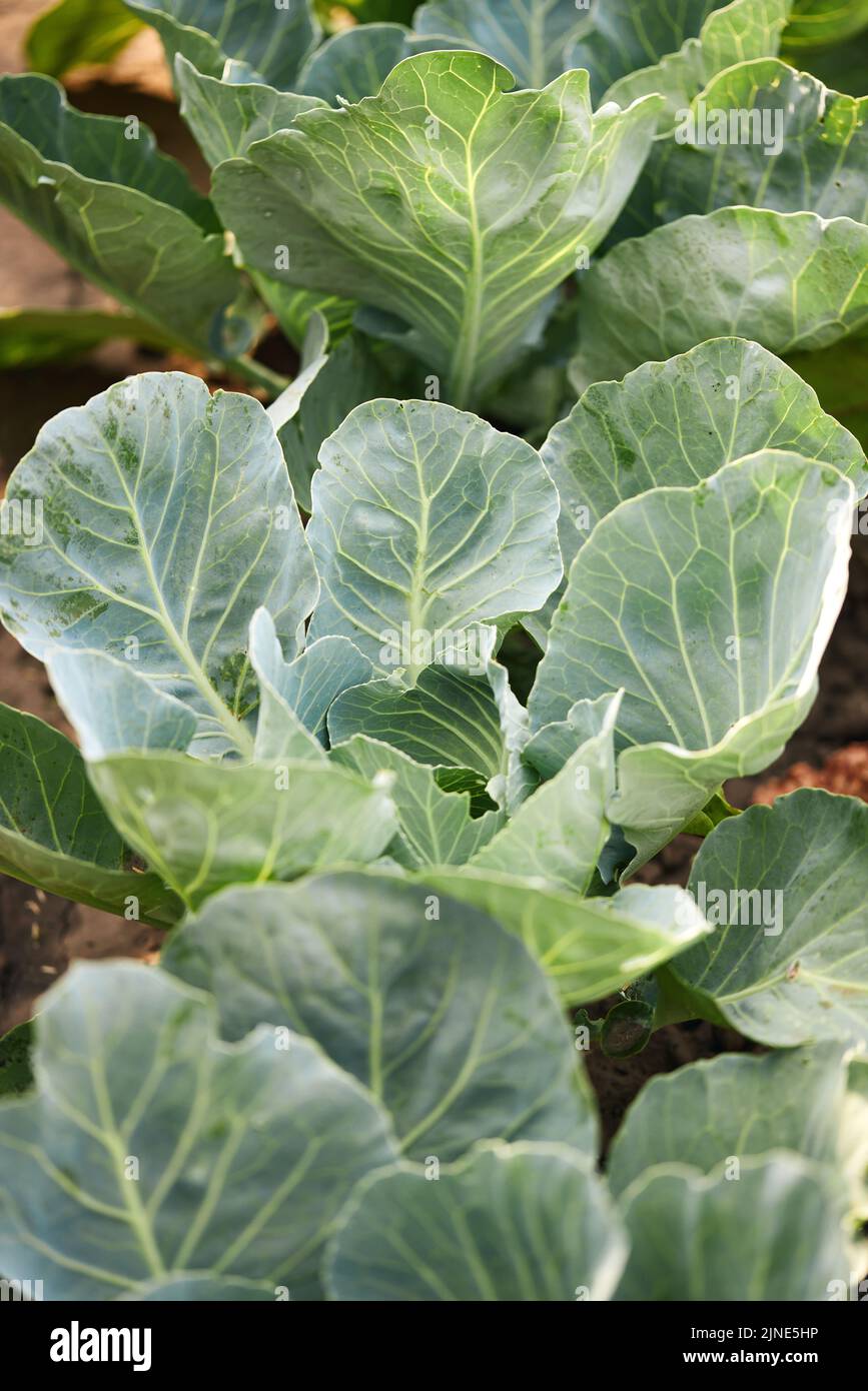 Rows of fresh cabbage plants in the garden Stock Photo - Alamy