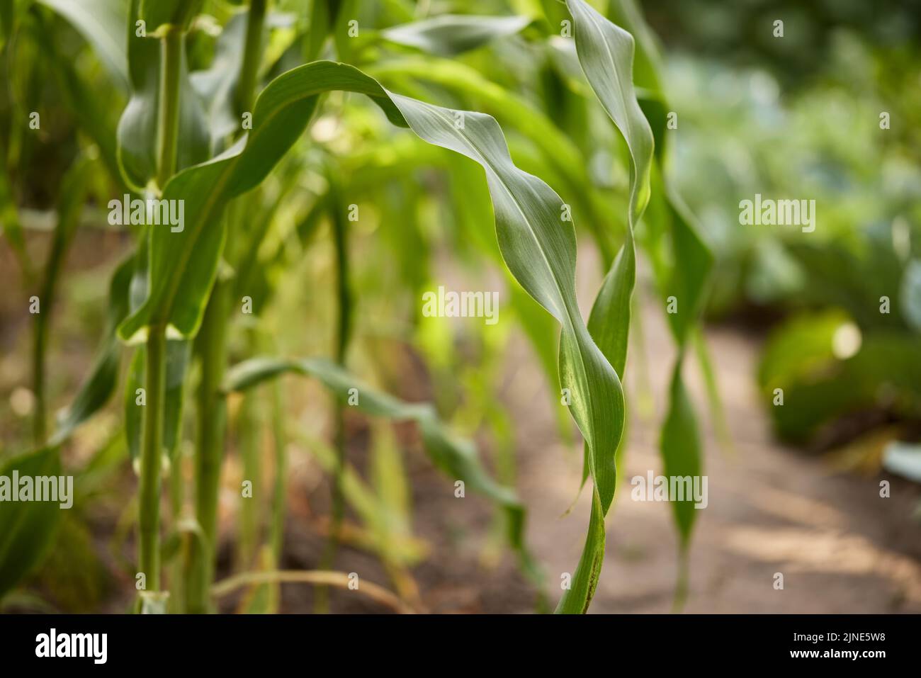 Beautiful fresh sweet corn hi-res stock photography and images - Alamy