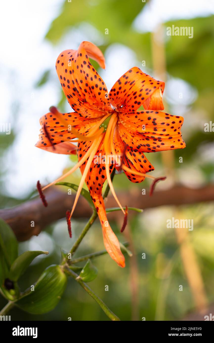 Lily branch hi-res stock photography and images - Alamy