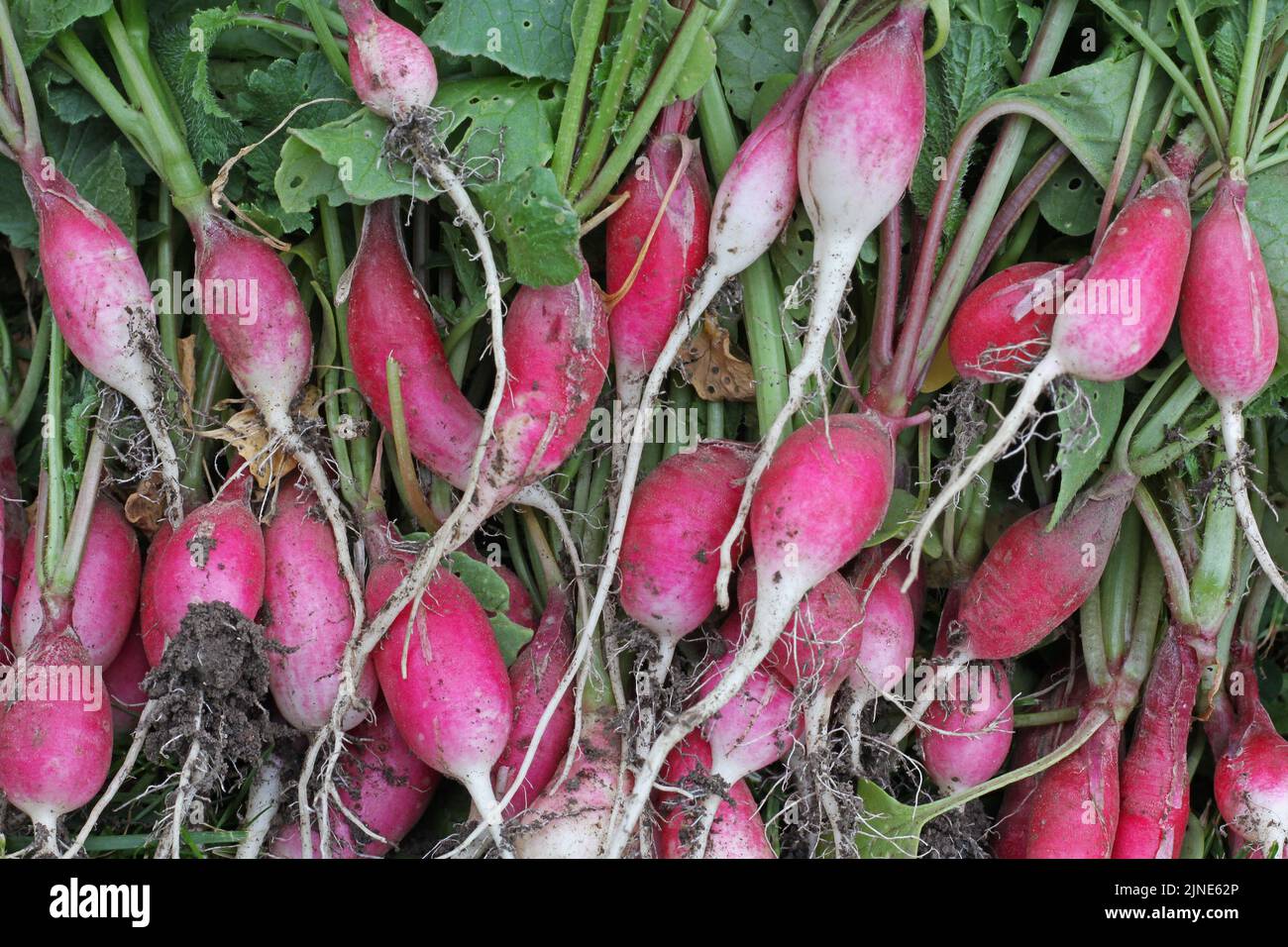 Radish (Raphanus sativus var. Radicula Pers.) - root garden plant, food ...