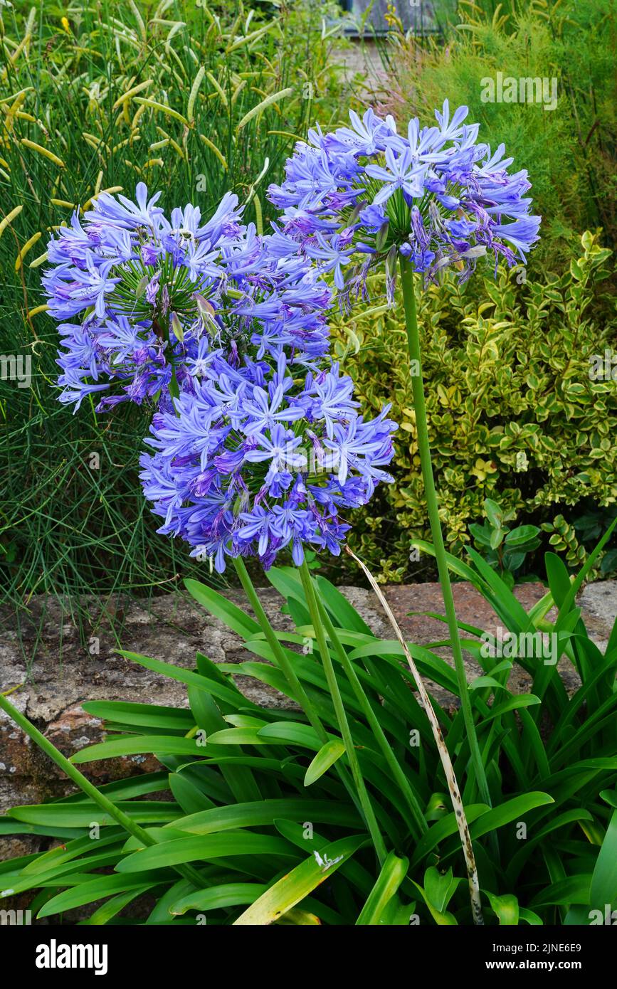 View of purple Lily of the Nile (Agapanthus) flowers Stock Photo - Alamy