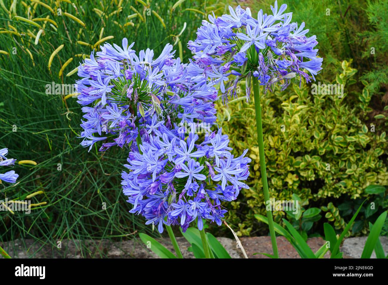 View of purple Lily of the Nile (Agapanthus) flowers Stock Photo - Alamy