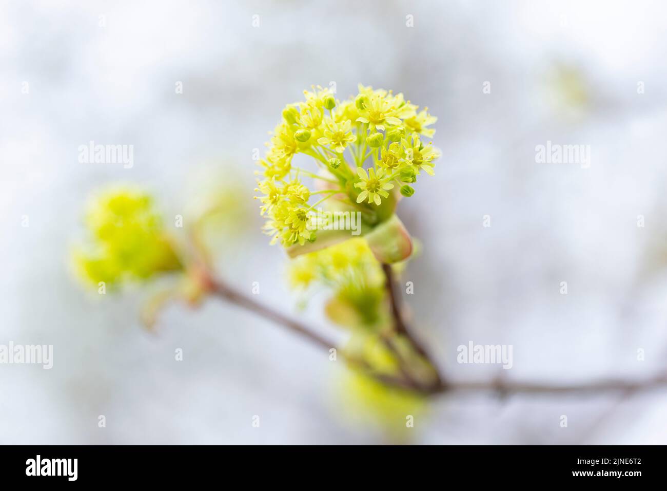Close-up of flowering Norway maple (Acer platanoides). Acer platanoides ...
