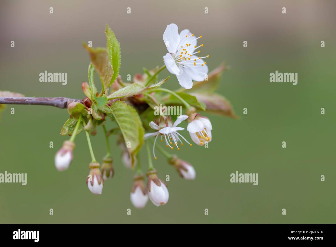 Cherry blossom in the spring garden. Wild cherry flower (Prunus avium ...