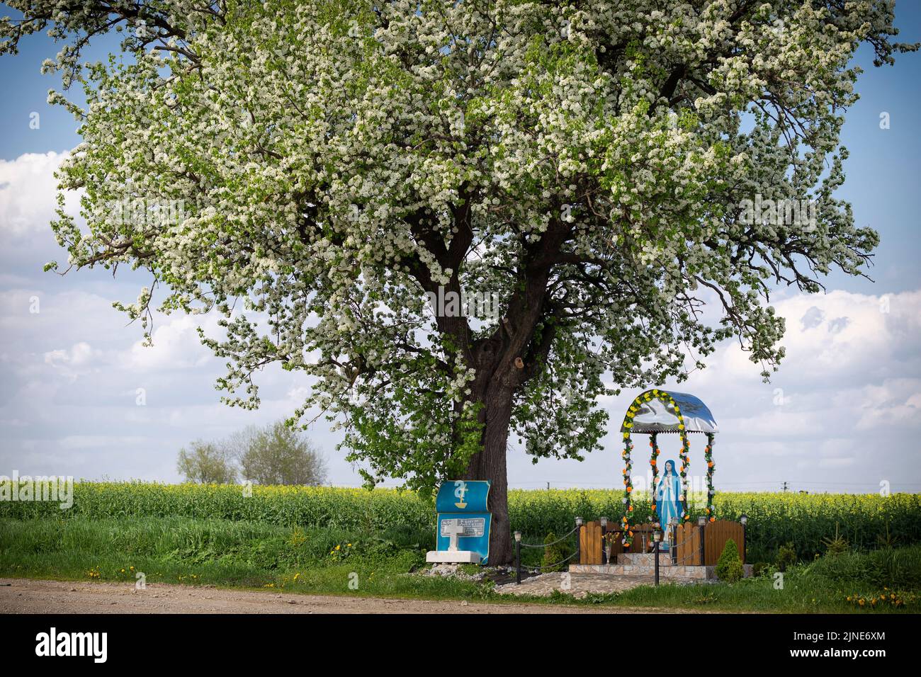 An old pear tree in bloom by a country road with an authentic chapel ...