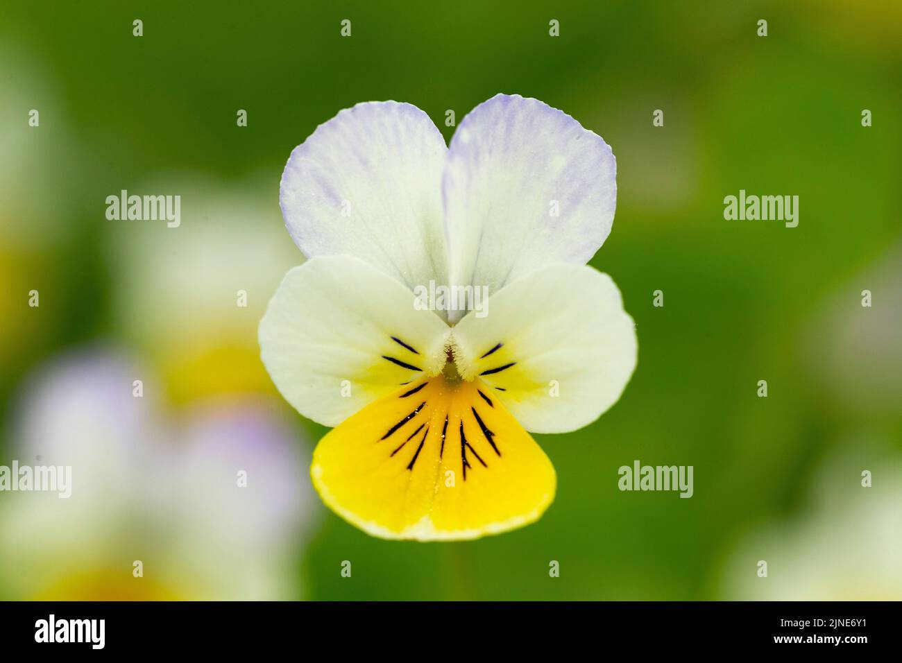 Field Pansy (Viola arvensis) flower blossoms closeup. Viola arvensis ...