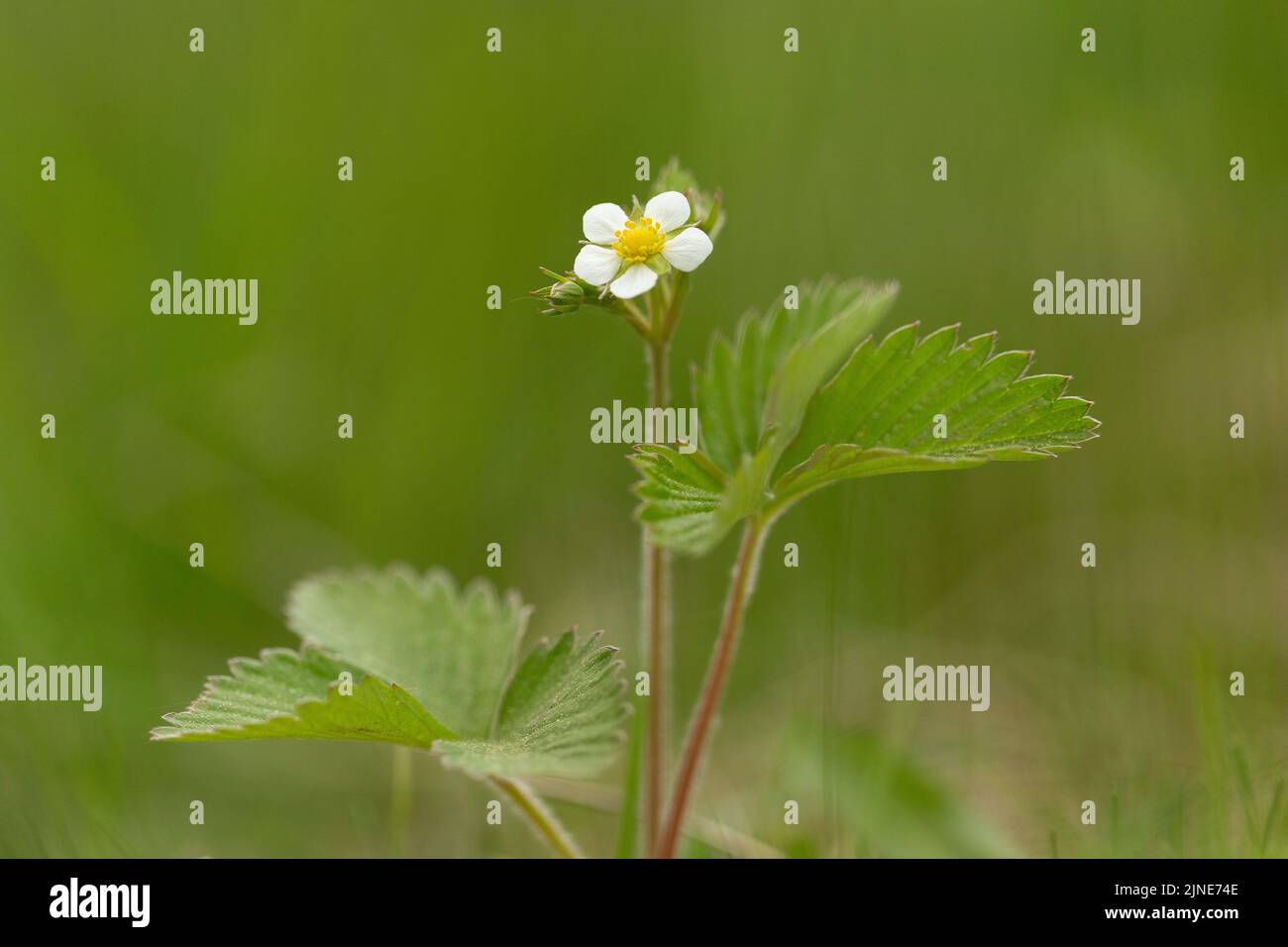 Wild strawberry (Fragaria vesca) in bloom. Wild strawberry flowers ...