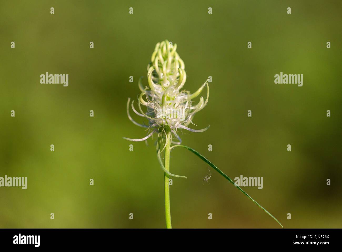 Phyteuma spicatum, the spiked rampion, is a plant in the Campanulaceae ...