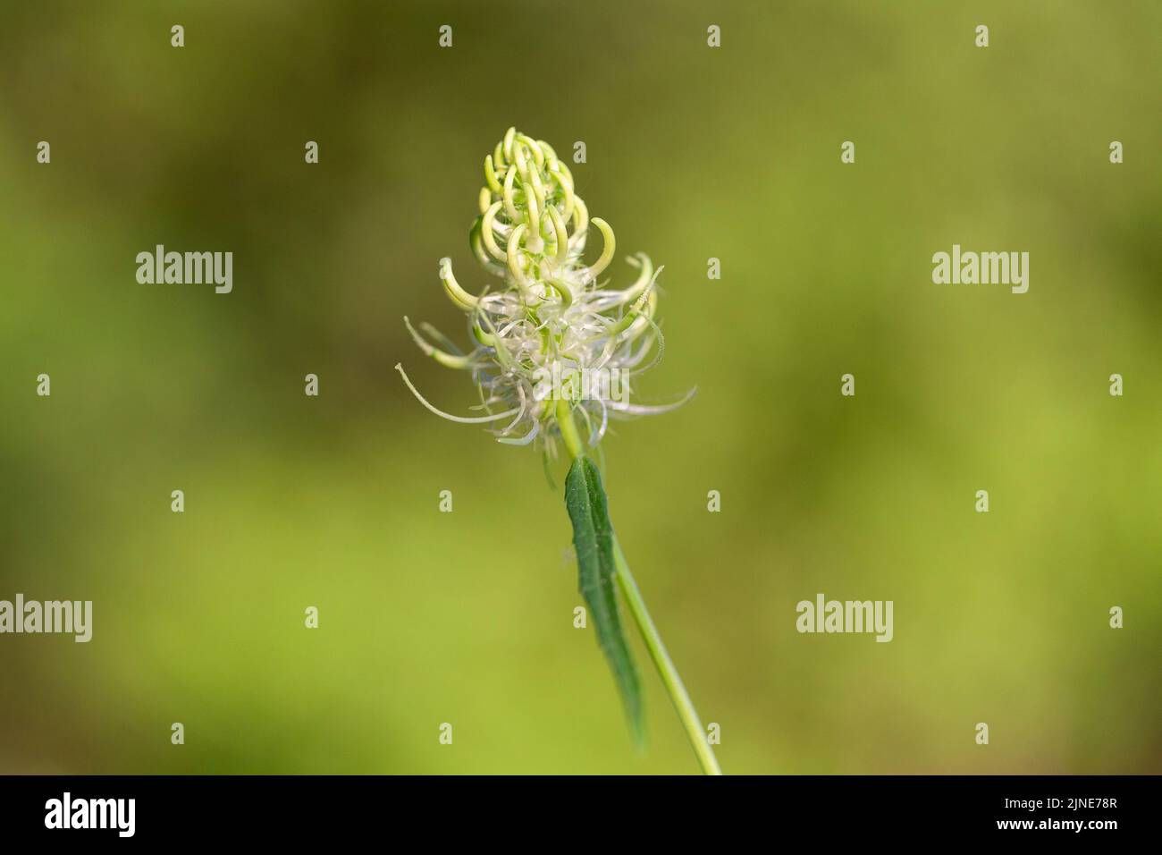 Phyteuma spicatum, the spiked rampion, is a plant in the Campanulaceae ...